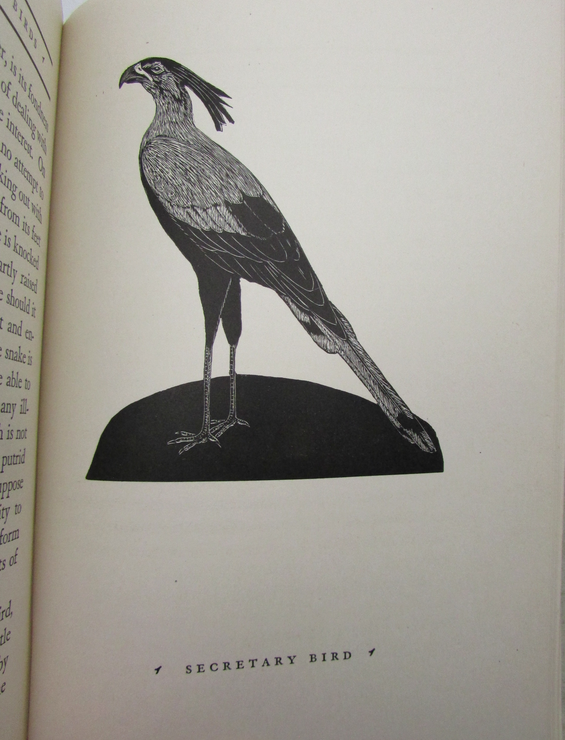 The Life Story of Birds. by DAGLISH, Eric Fitch | Harrison-Hiett – Rare ...
